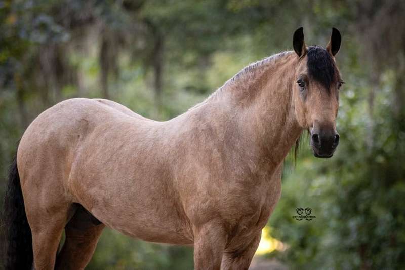 Tater - Stunning All-Around Horse 5 Yr Old Buckskin Gypsy Vanner Gelding!