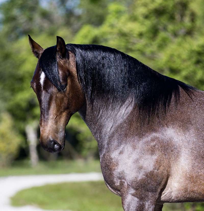 Slick - Outstanding Ranch and Trail Horse 8 yo Bay Roan AQHA Gelding!