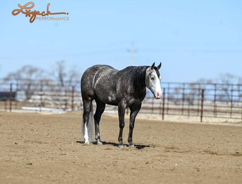 Rico - Stunning Ranch and Trail Horse Deluxe 6 yo Grey AQHA Gelding!