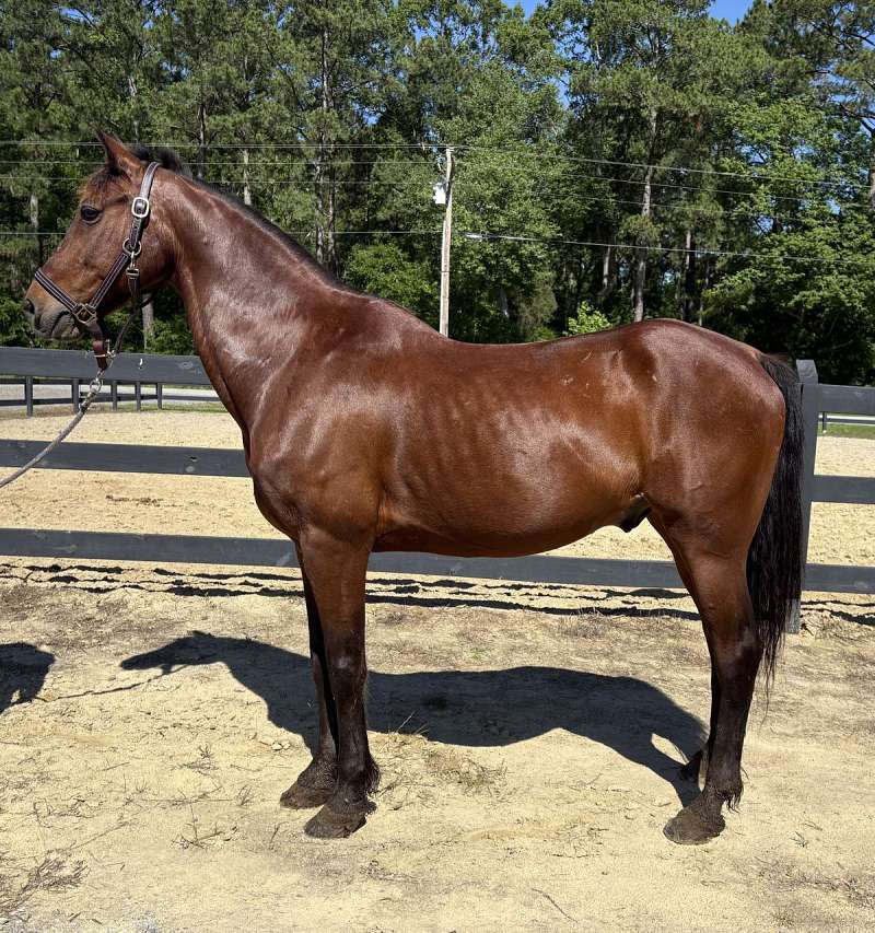Gentle Morgan Gelding