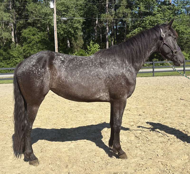 Friesian Appaloosa Mare