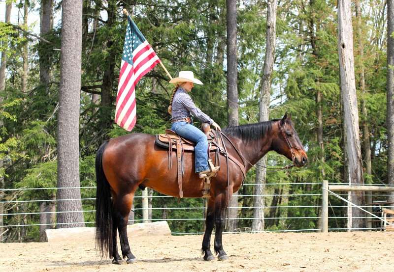 Poppin Copper - Seasoned Ranch & Trail Horse 11 yo Bay AQHA Gelding!