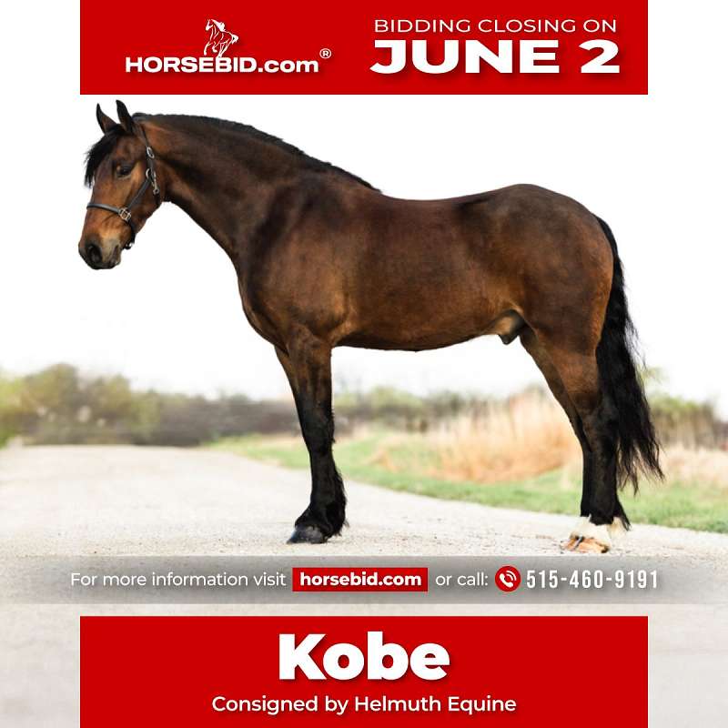 Kobe - Perfect All-Around Horse 5 Yr Old Bay Friesian Sport Horse Gelding!
