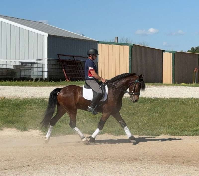 Kobe - Perfect All-Around Horse 5 Yr Old Bay Friesian Sport Horse Gelding!