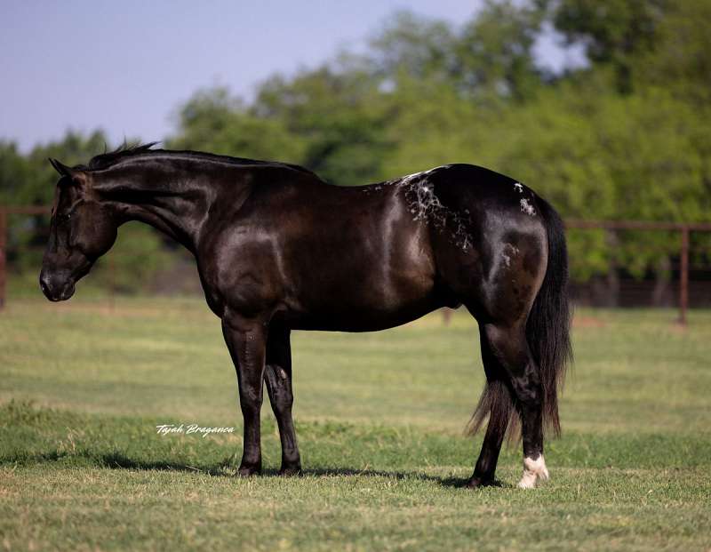Cajun - a True Showstopper 5 Yr Old Black Appaloosa Gelding!