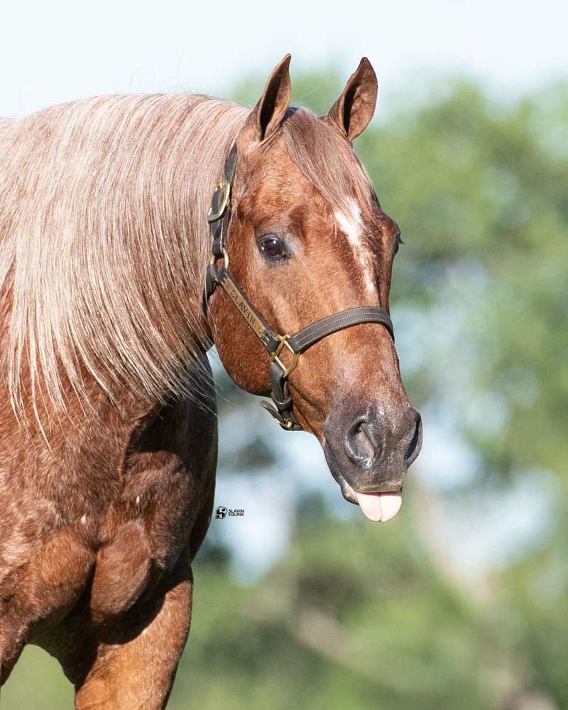 Berry - Show Horse Deluxe 12 Yr Old Red Roan AQHA Gelding!