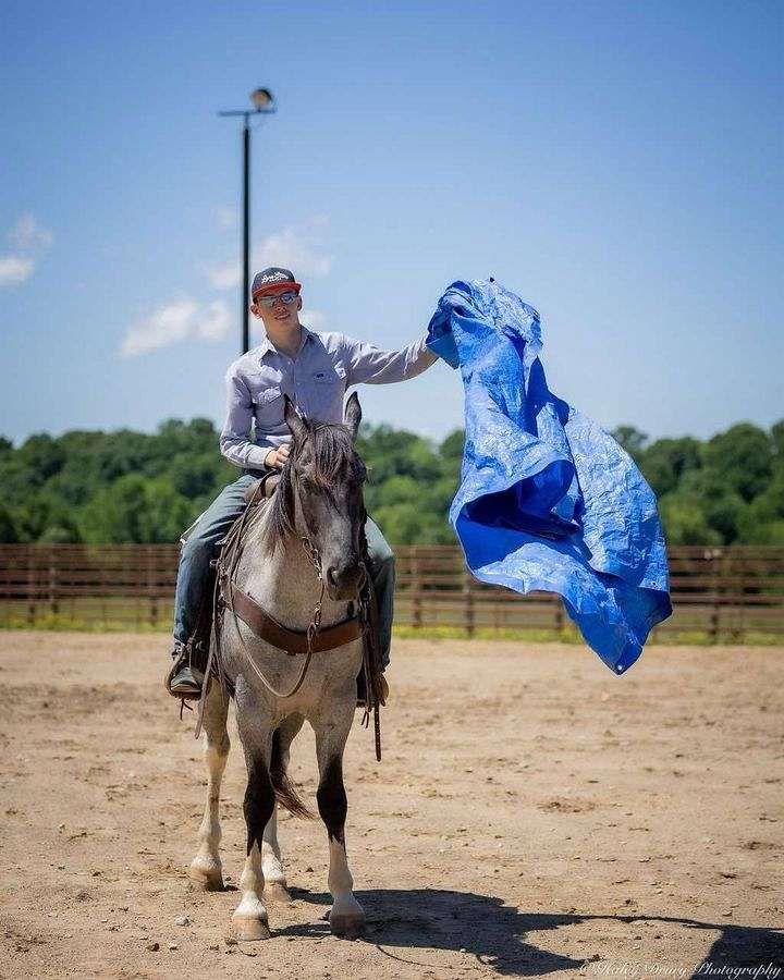 Cosmo - Quiet & Family Friendly 4 yo Blue Roan Percheron Cross Gelding!