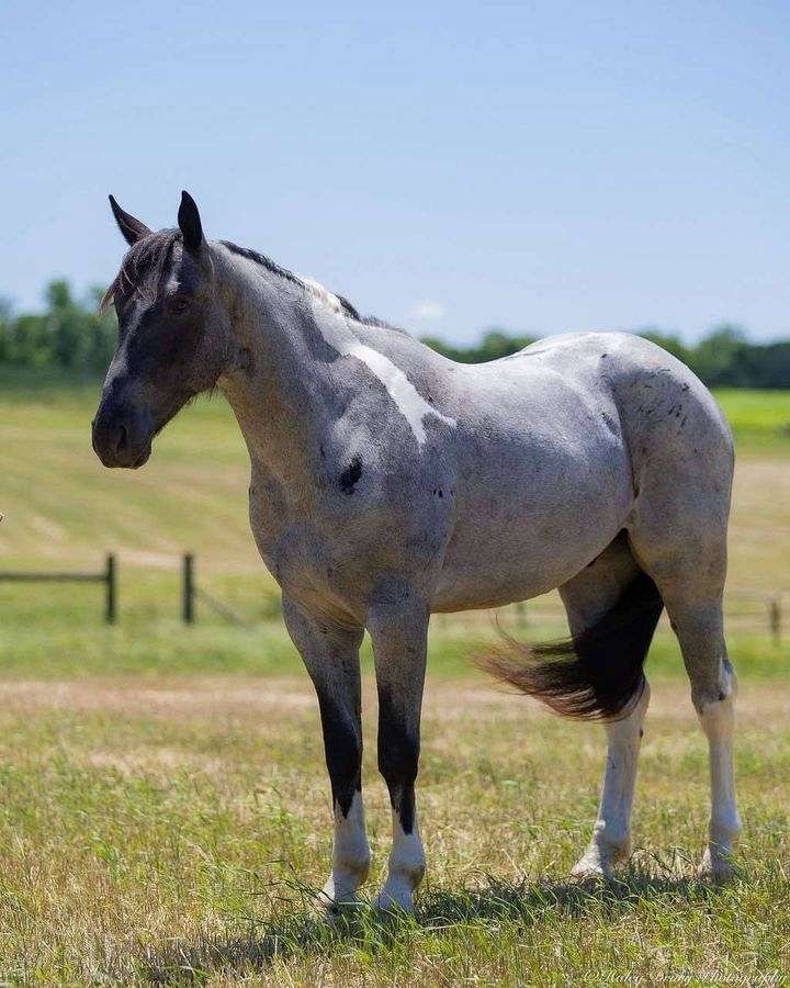 Cosmo - Quiet & Family Friendly 4 yo Blue Roan Percheron Cross Gelding!