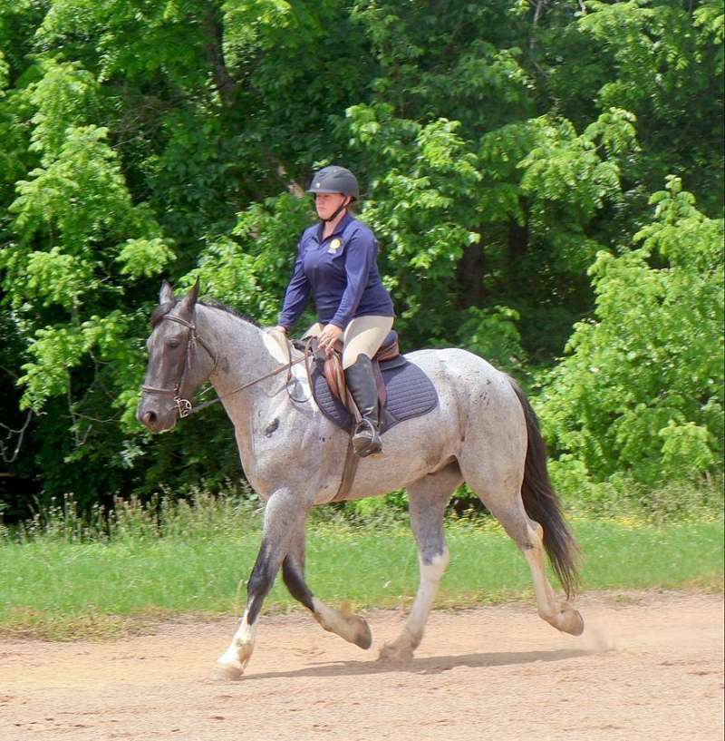 Cosmo - Quiet & Family Friendly 4 yo Blue Roan Percheron Cross Gelding!