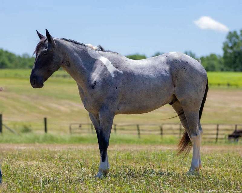 Cosmo - Quiet & Family Friendly 4 yo Blue Roan Percheron Cross Gelding!