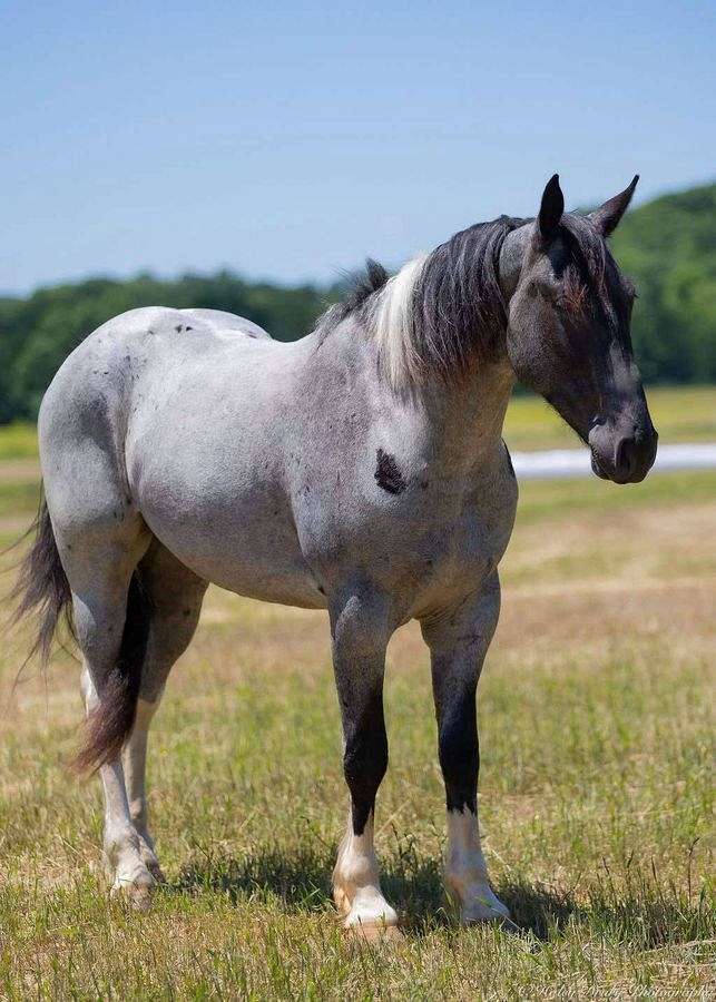 Cosmo - Quiet & Family Friendly 4 yo Blue Roan Percheron Cross Gelding!