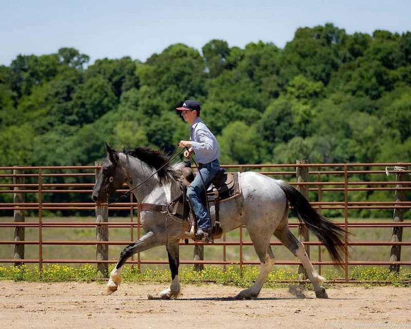 Cosmo - Quiet & Family Friendly 4 yo Blue Roan Percheron Cross Gelding!