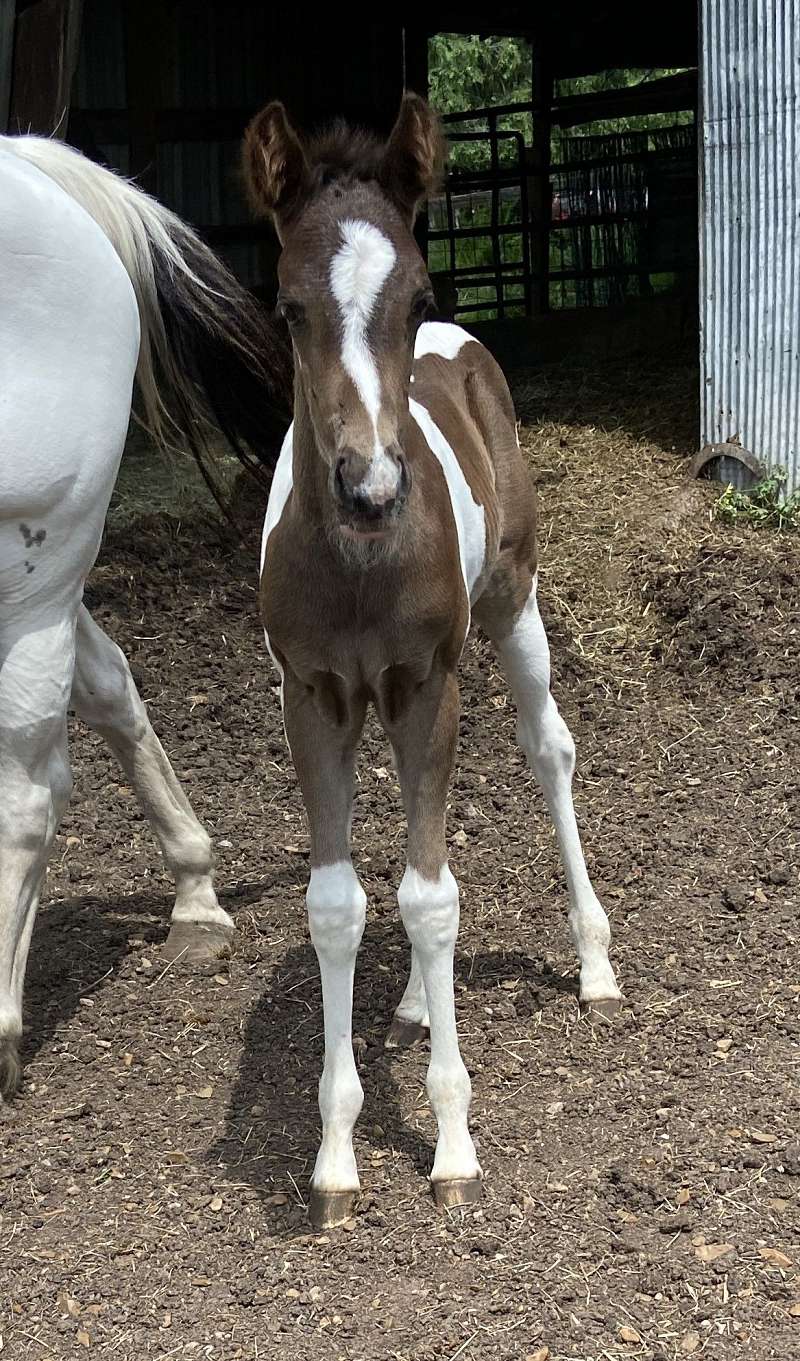 Sale Pending- Next Champion Barrel Racer, She Loves to Go. World Chmp.Ped.