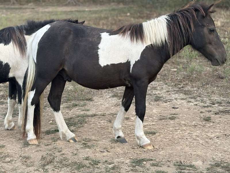 Cute and Friendly Pony - Teddy
