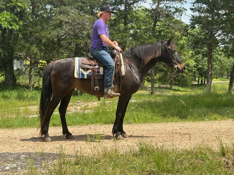 Once in a Lifetime Fox Trotter Mare - Indy/Juicy Fruit