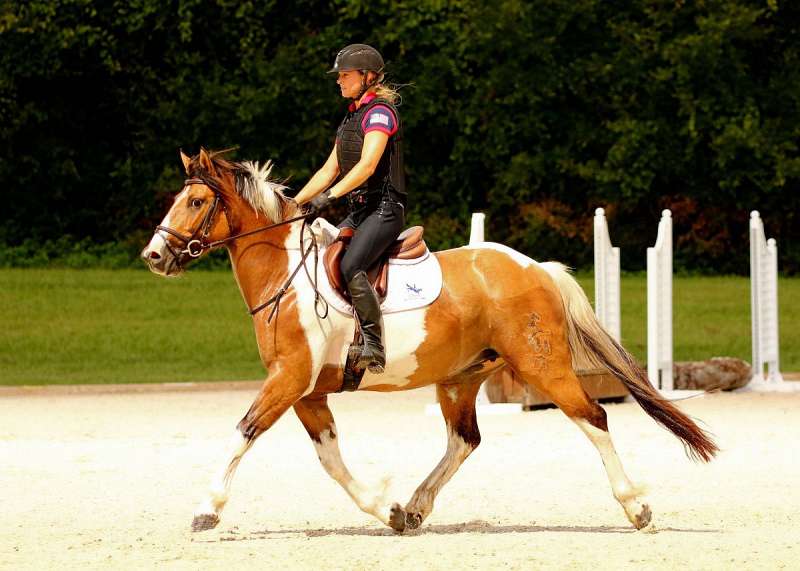 Dinnafash--Gypsy Cross Skewbald Paint Mare (2020)