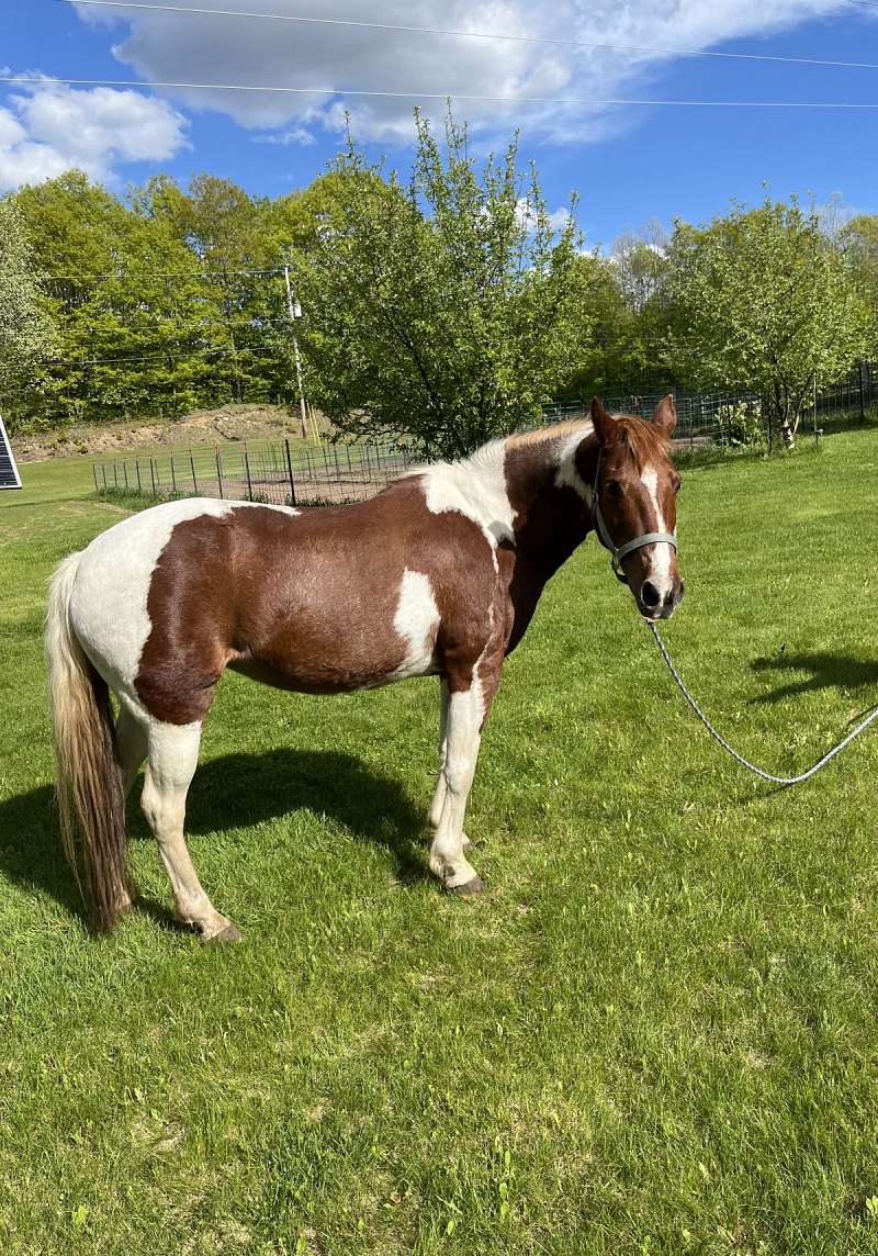 Paint Pony for Sale
