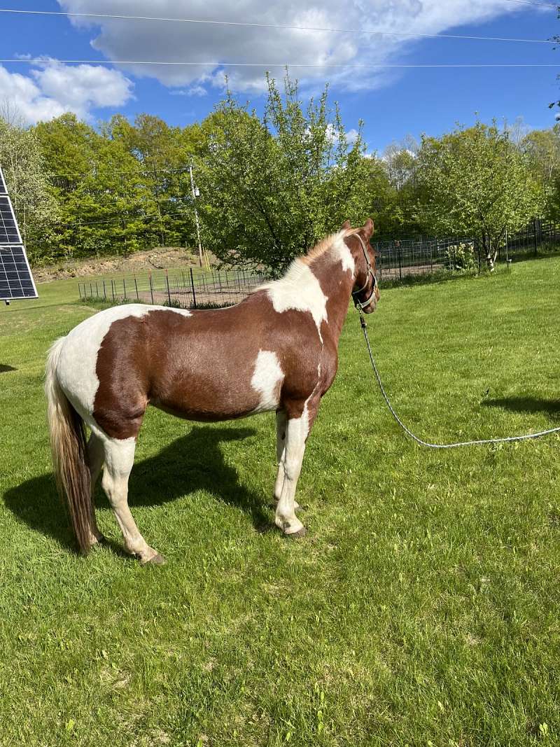 Paint Pony for Sale
