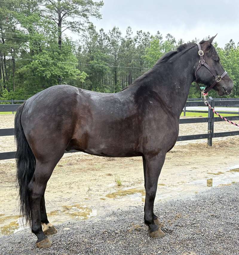 Registered Morgan Gelding