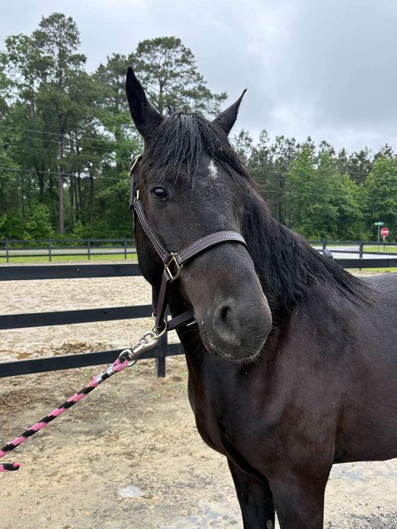 Registered Morgan Gelding
