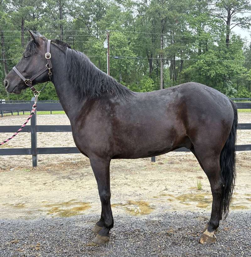 Registered Morgan Gelding
