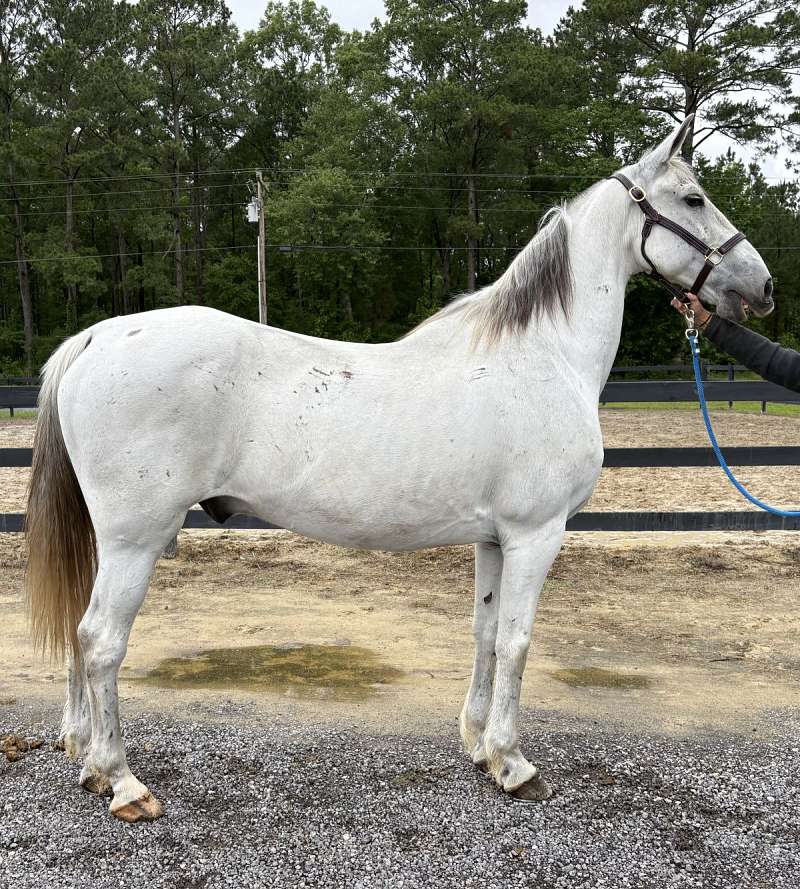 Grey Crossbred Gelding