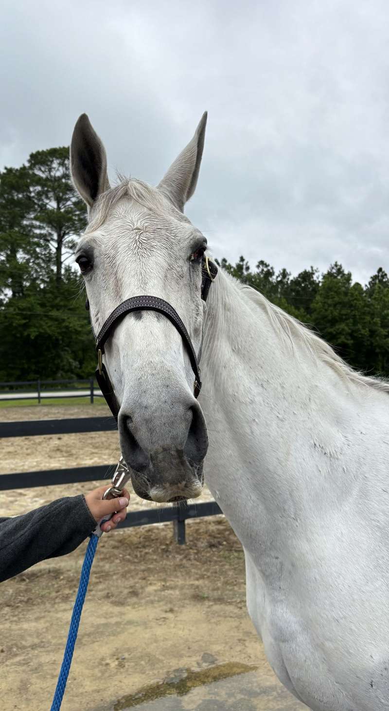 Grey Crossbred Gelding