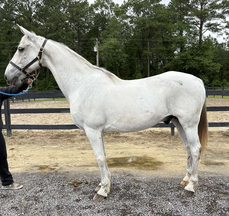 Grey Crossbred Gelding