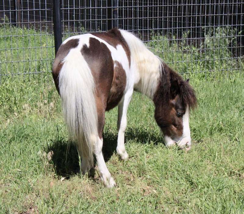 Tiny Miniature Stallion