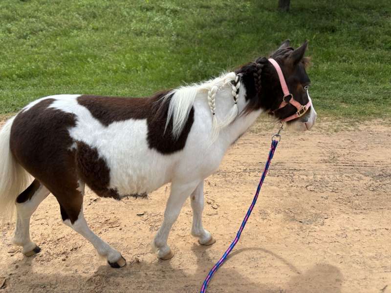 Tiny Miniature Stallion