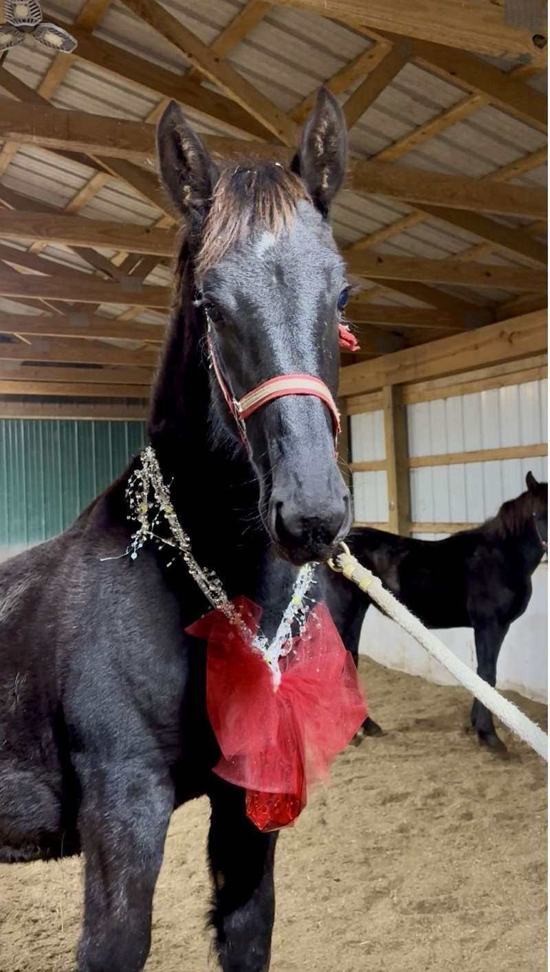 Witten Creek Miyah 50% Friesian Filly