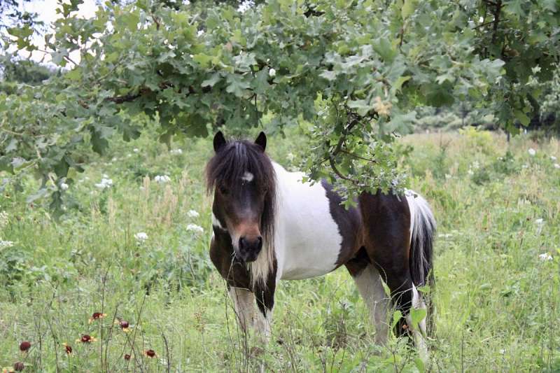 Rico- Miniature Stallion