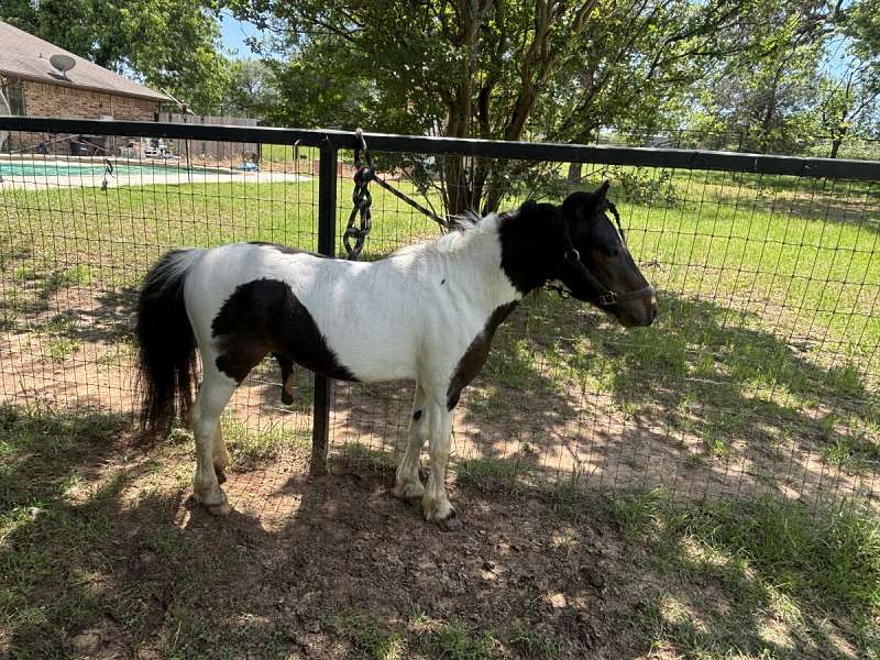 Rico- Miniature Stallion