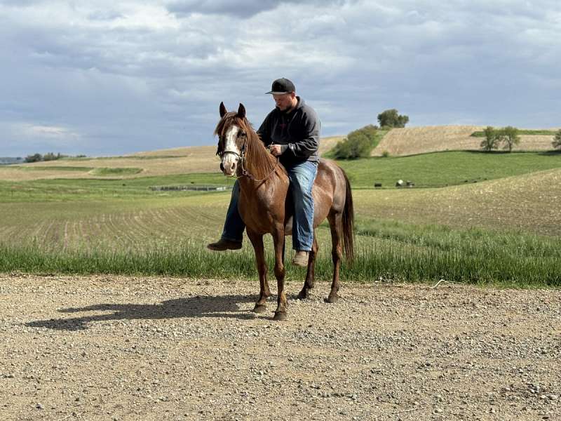 Very Special Pony Looking for a Very Special Person!