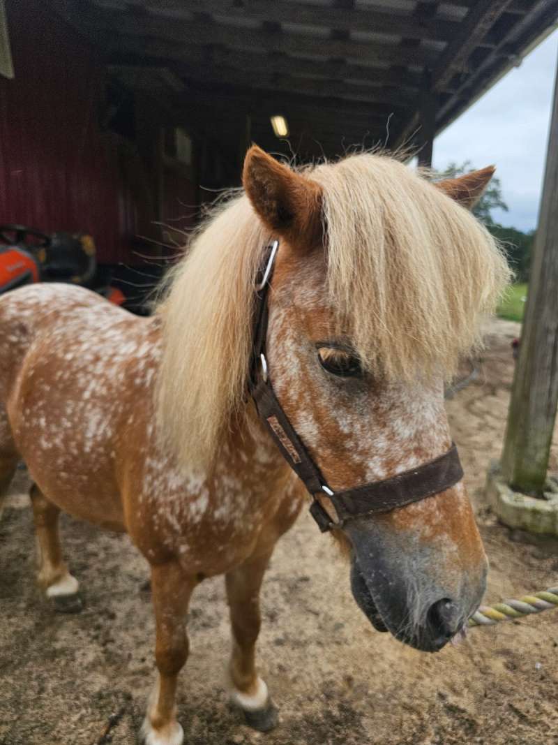 Mini Pony Gelding