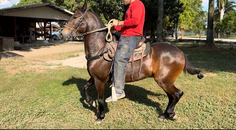 Proven Paso Fino Performance Gelding With Trail Experience