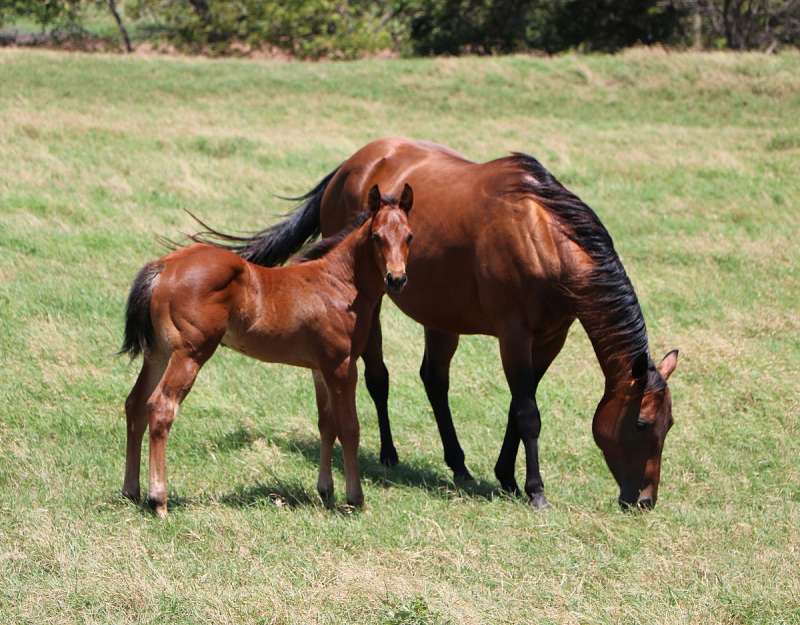 Grandson of Gallo Del Cielo X Playgun - Stallion Prospect!