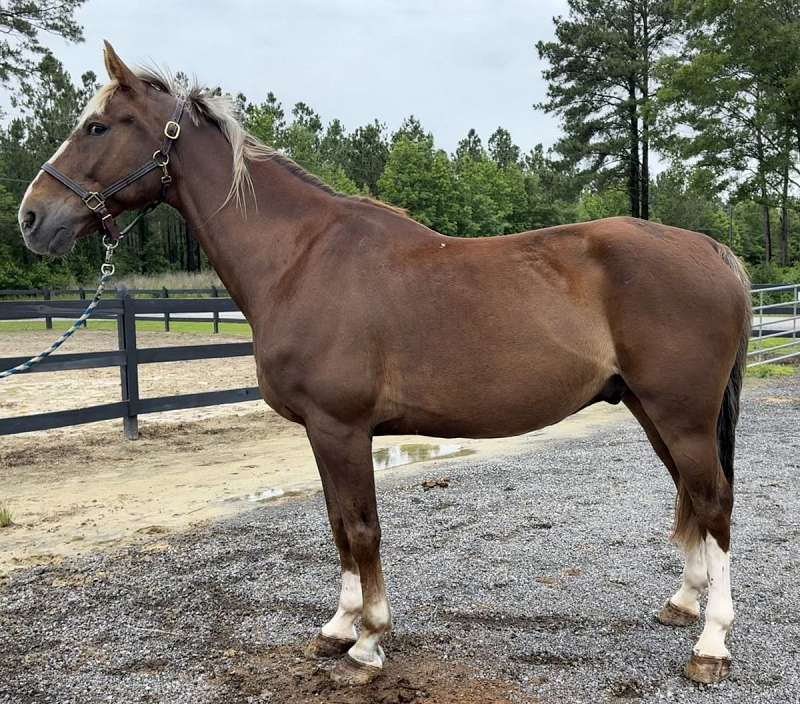 Belgian Morgan Gelding