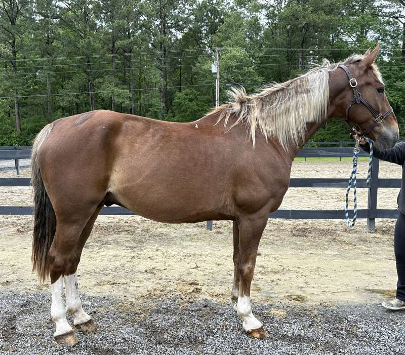 Belgian Morgan Gelding