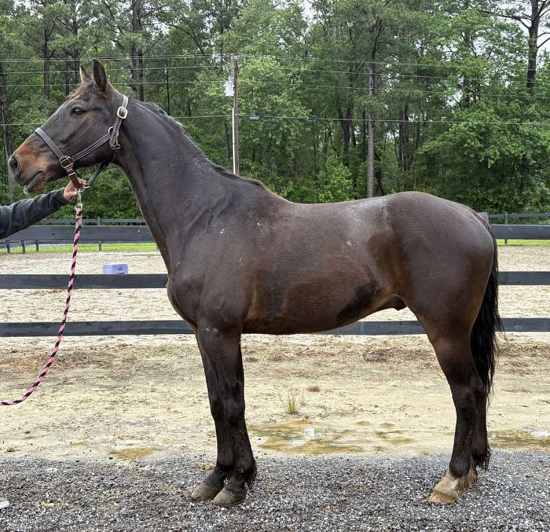 QH Cross Gelding