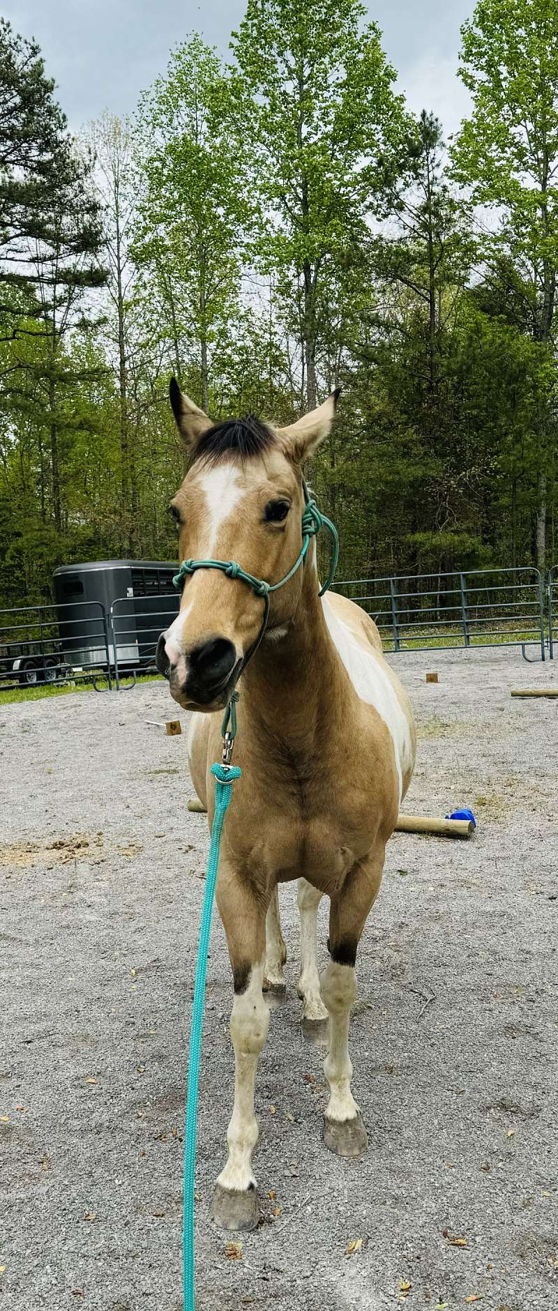 Buckskin Paint Mare – Light Trail or Companion – Sweet Temperament