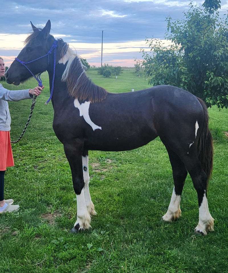 Rare Baroque Pinto - Warmblood Filly
