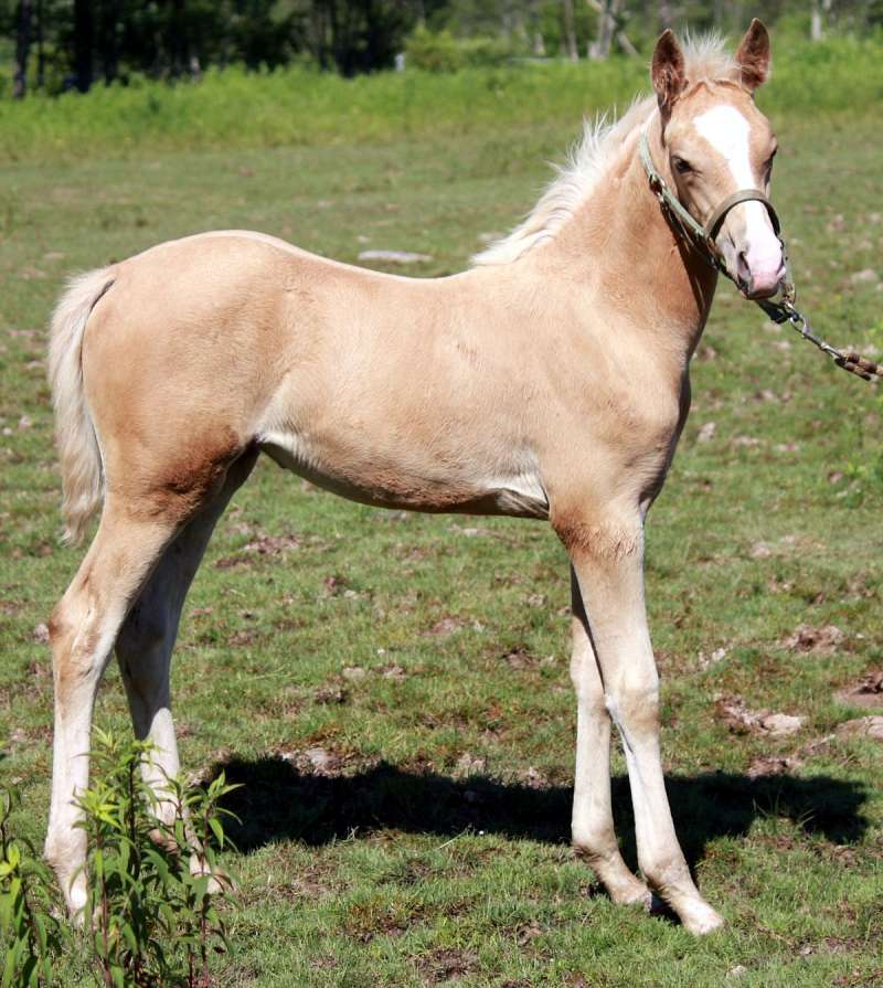 Sale Pending-Stunning Deep Gold Sabino Arab/Mft Filly