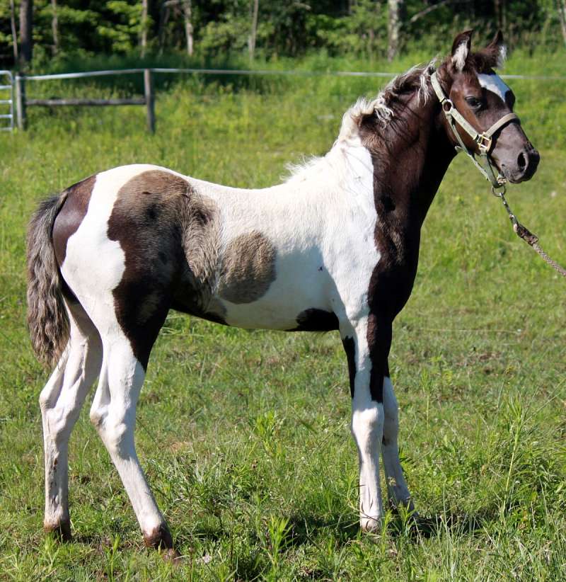 Smoky Black Tobiano Mft Colt