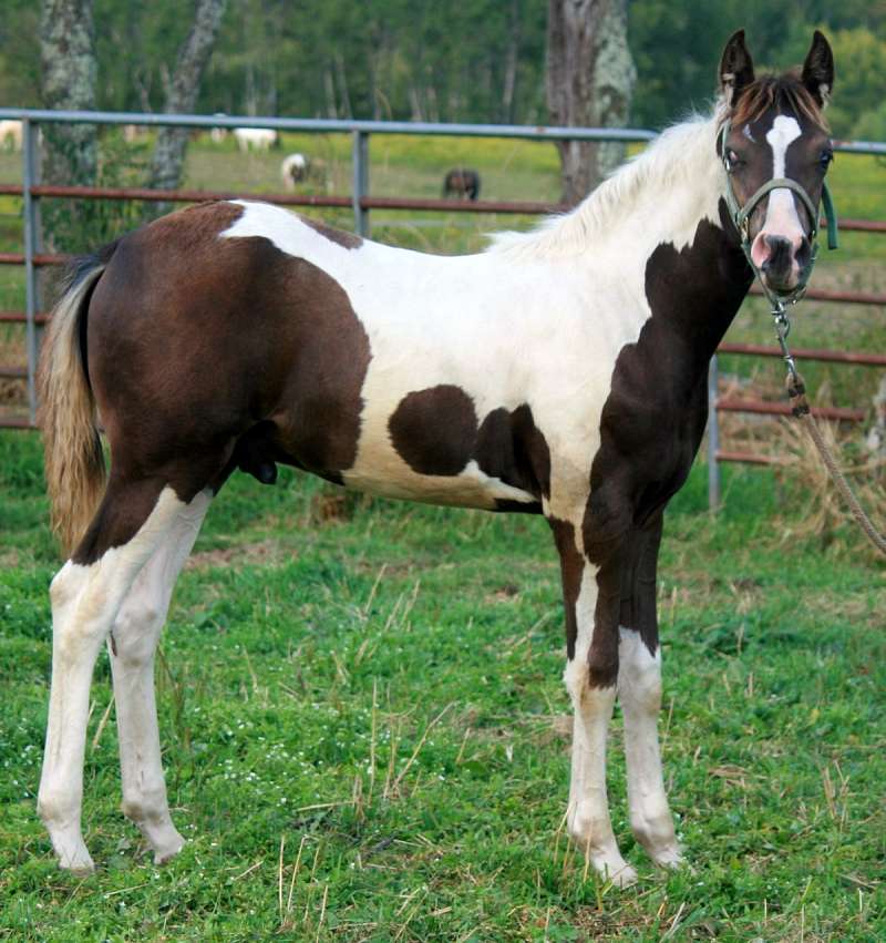 Reduced-Flashy Tobiano Mft Colt- Stud Prospect!