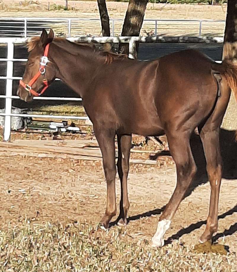Yearling APHC Filly