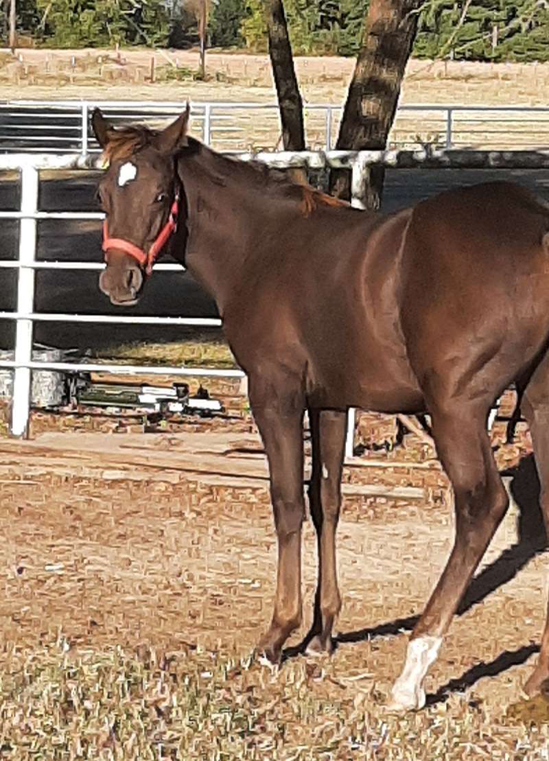 Yearling APHC Filly