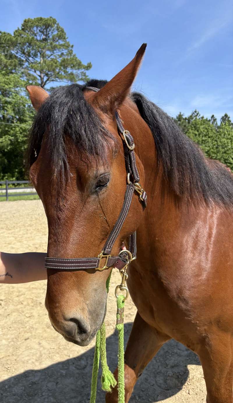 Belgian Morgan Gelding