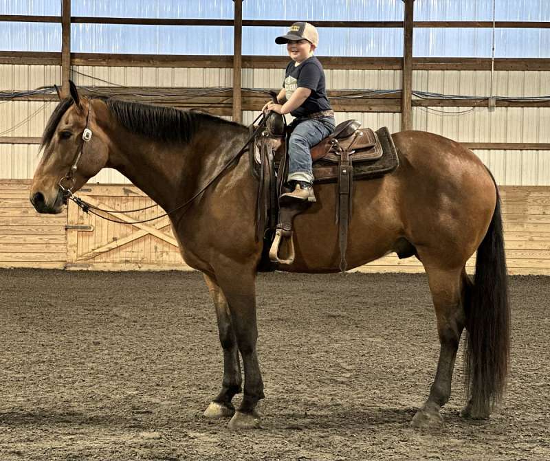 Amazing Draft Cross Gelding a True Unicorn