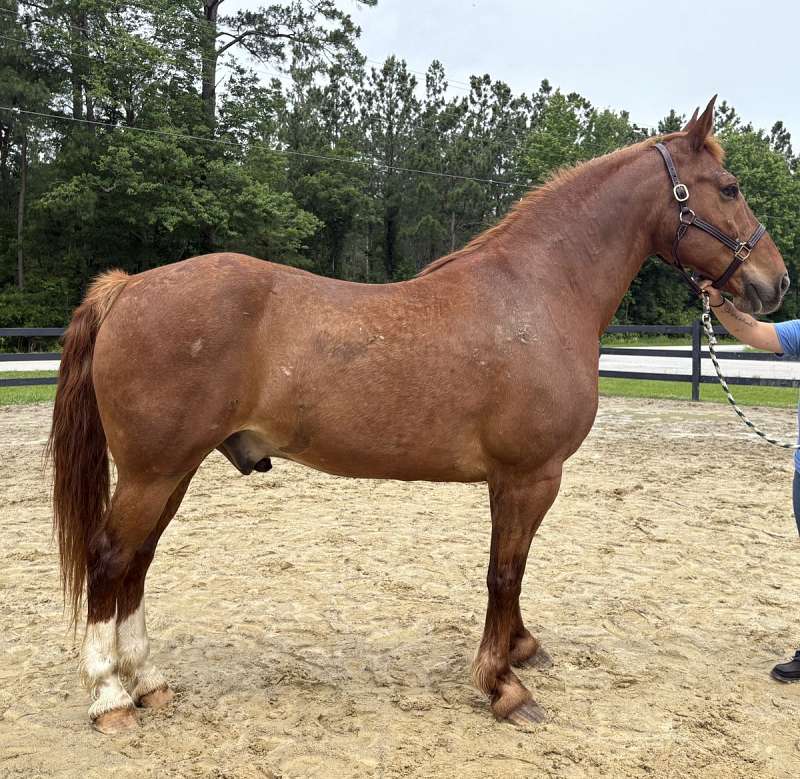 Sorrel Belgian Cross